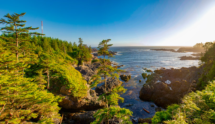Whales & Bears of Vancouver Island